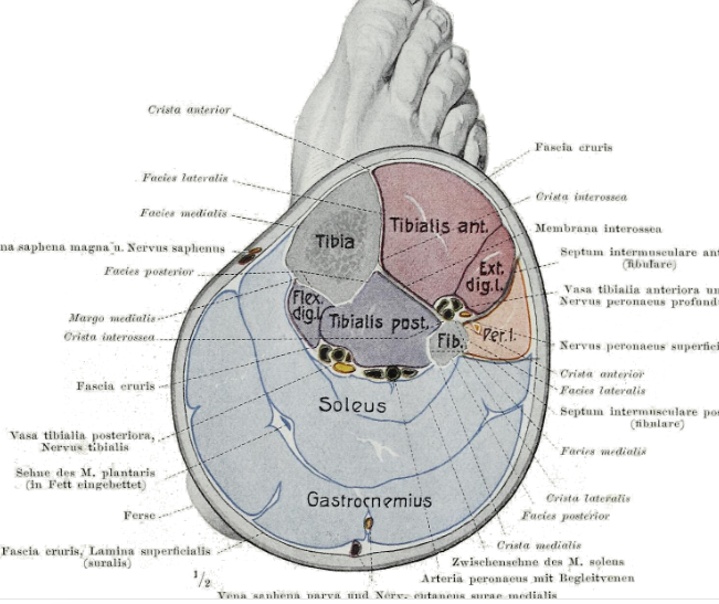 Article — Origin of Pain in Medial Tibial Stress Syndrome (MTSS ...