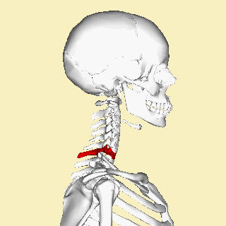 Article — Roentgenographic Findings in the Cervical Spine in ...